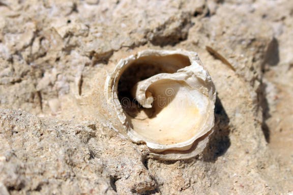 Spiral Shell Fossil Embedded in a Textured Rock Surface Under Natural ...