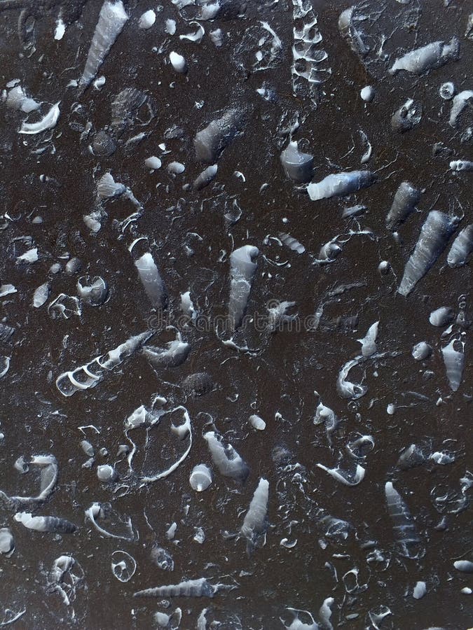 Spiral Shell Fossils in Dark Rock Stock Photo - Image of evolution ...