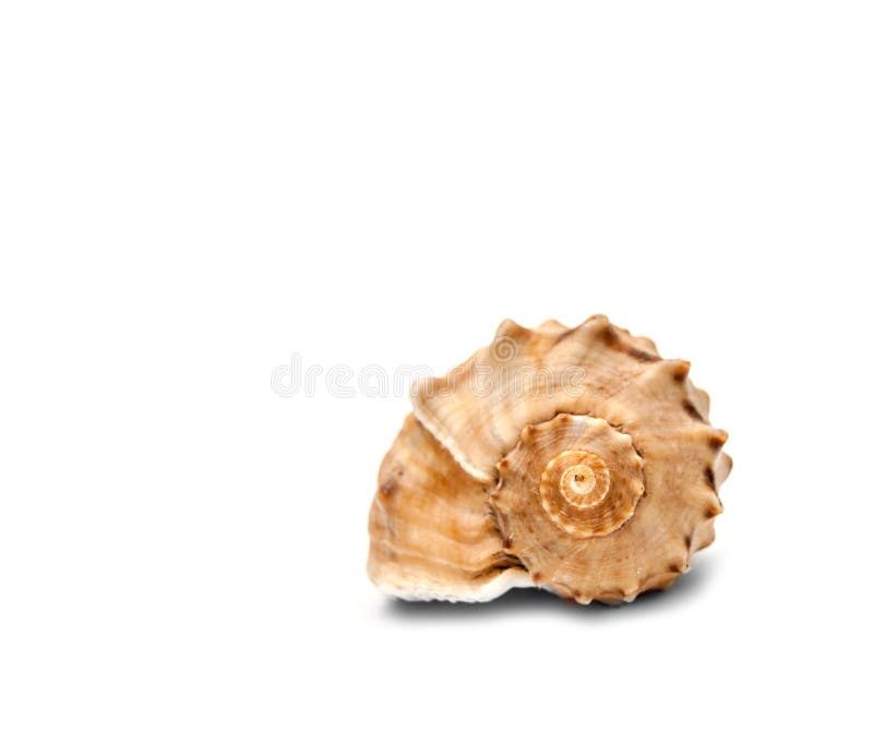 Sea Shell Front and Back with White Background Wallpaper, Stock Photo ...