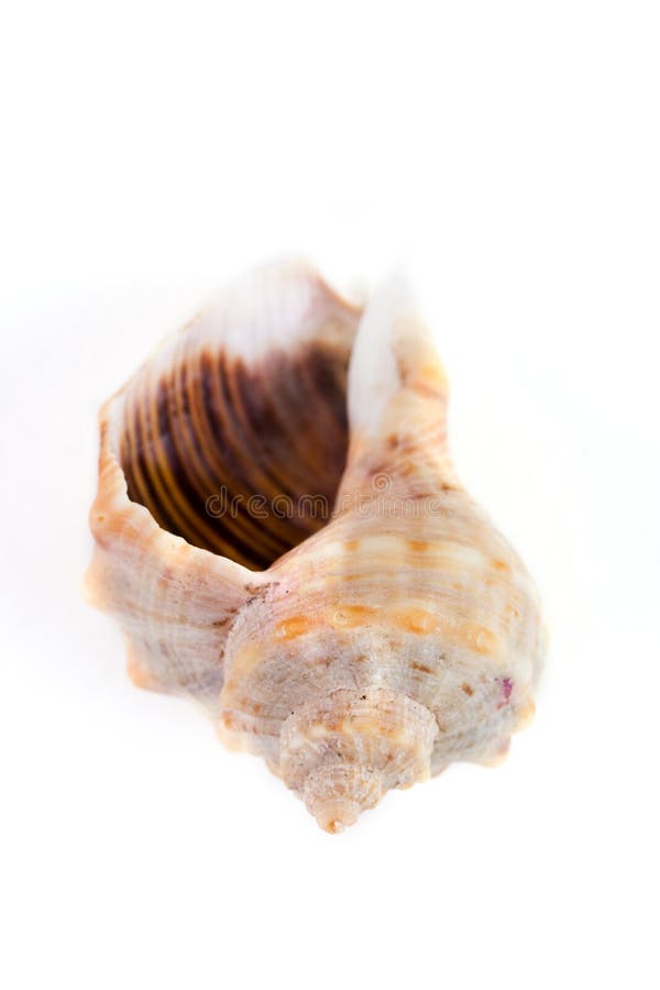 542 Whelk Spiral Stock Photos - Free & Royalty-Free Stock Photos from ...