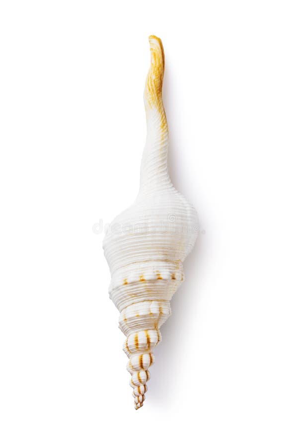 Fusinus Spiral Shell stock photo. Image of structure - 12135086