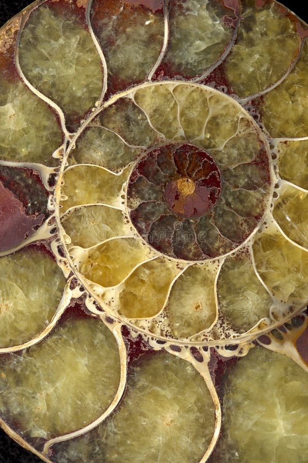 Spiral shell Macro stock photo. Image of nature, spiral - 20045958