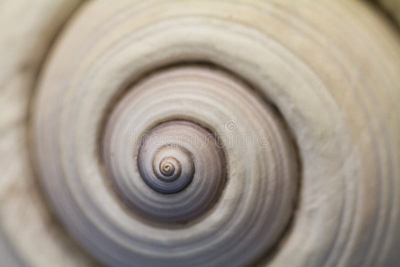 Spiral shell stock image. Image of shell, nature, sealife - 99108693