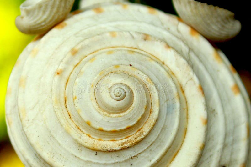 Spiral shell stock photo. Image of mollusk, close, wonder - 67082228