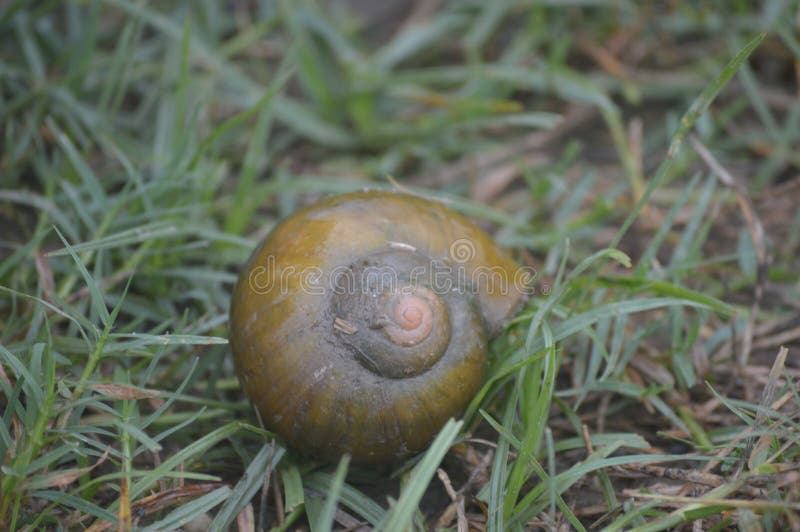 A Spiral Shell of Mollusk in a Field Stock Photo - Image of grasses ...