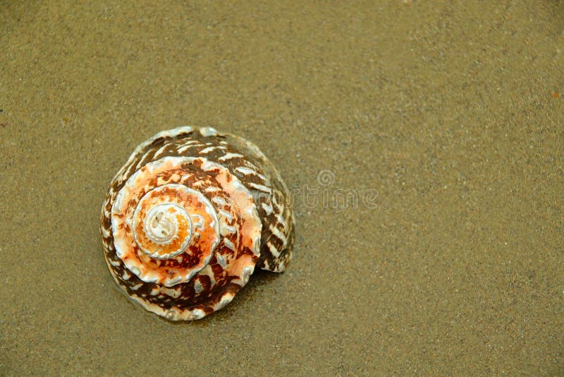 Spiral shell on sand stock image. Image of texture, circle - 526517