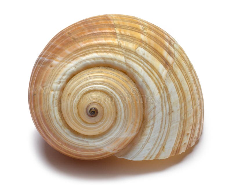 Spiral Shell stock photo. Image of life, spikes, seashell - 309433868