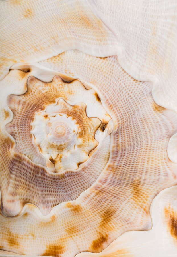 Spiral shell stock photo. Image of diverse, pretty, biology - 40558568