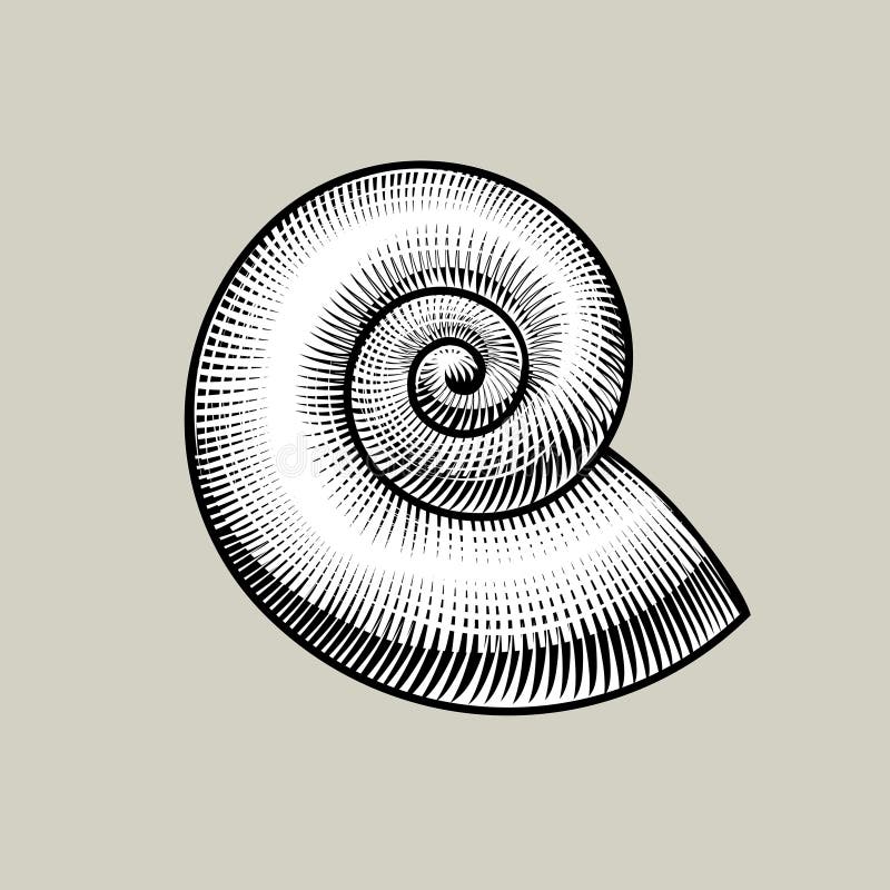 Spiral Shell Vintage Stylized Drawing Stock Vector - Illustration of ...