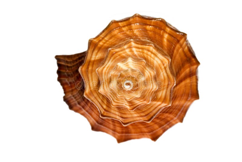 Spiral shell on white stock image. Image of isolated - 13389479