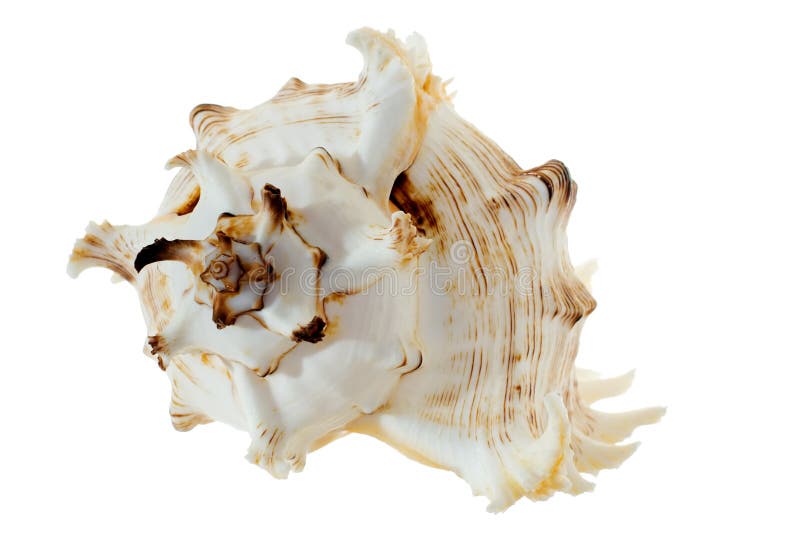 Conch Picture. Image: 5475272