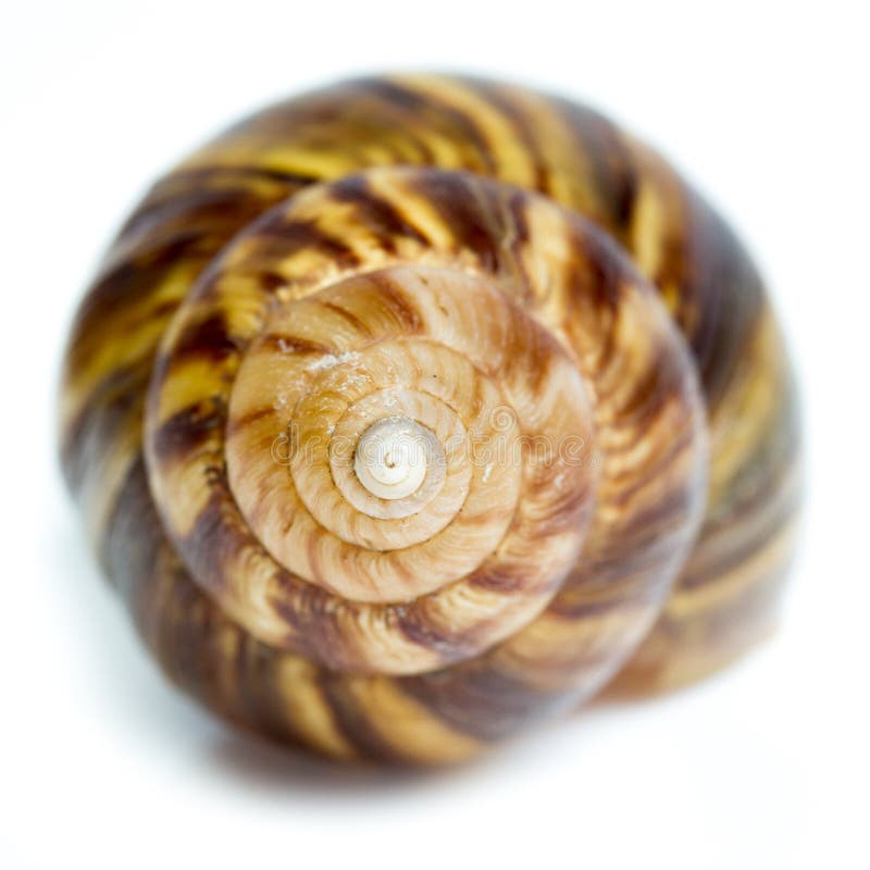 Spiral shell stock image. Image of nautilus, amazing - 32952799