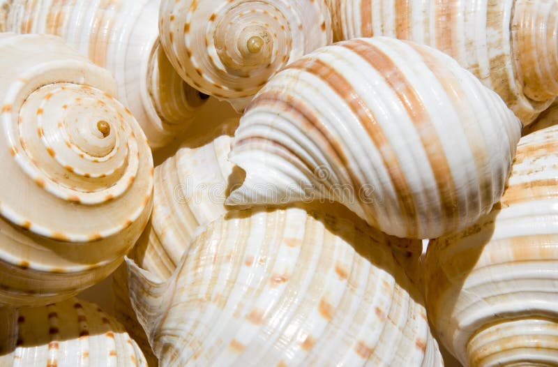 Spiral shells. stock image. Image of stripy, coiled, scallop - 6182769