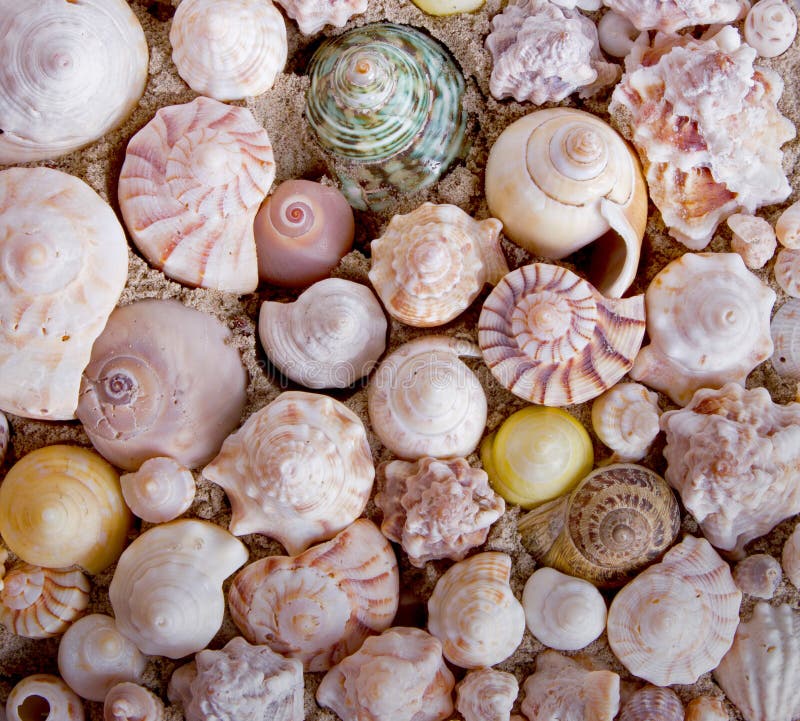 Spiral Shells for Background Stock Image - Image of marine, pattern ...