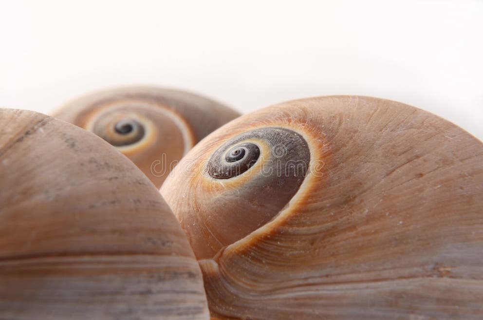 Spiral shells stock photo. Image of invertebrate, evolution - 31586796