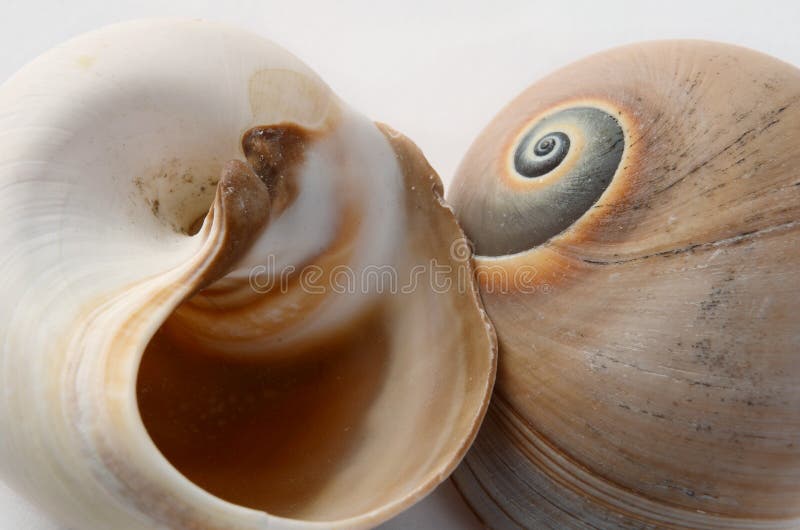 Spiral shells stock image. Image of design, macro, conch - 31586805