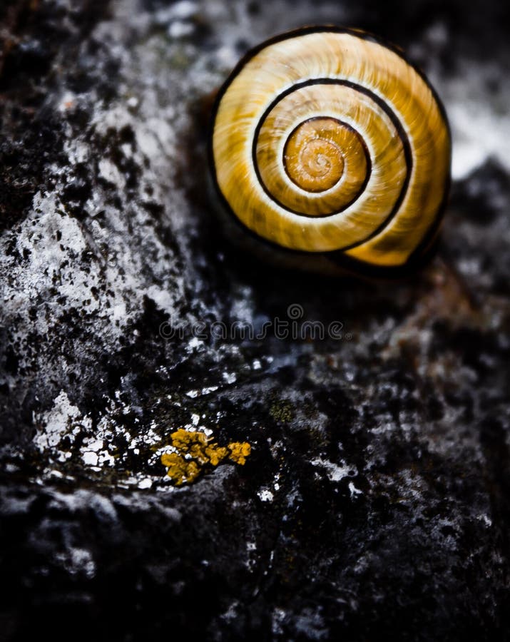 Spiral Snail stock image. Image of shell, mold, dark - 22596673