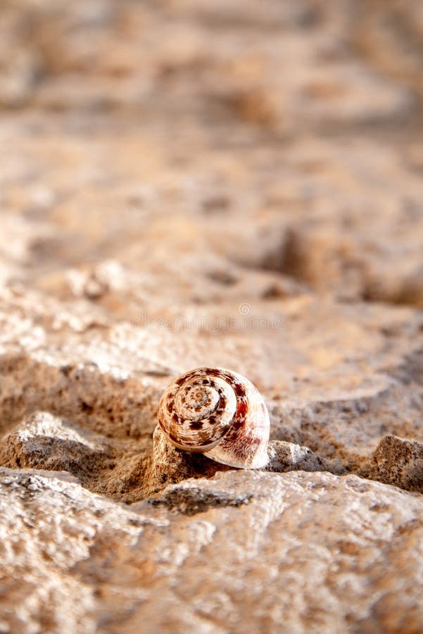 Spiral Snail`s Shell on the Stone Stock Photo - Image of beige ...