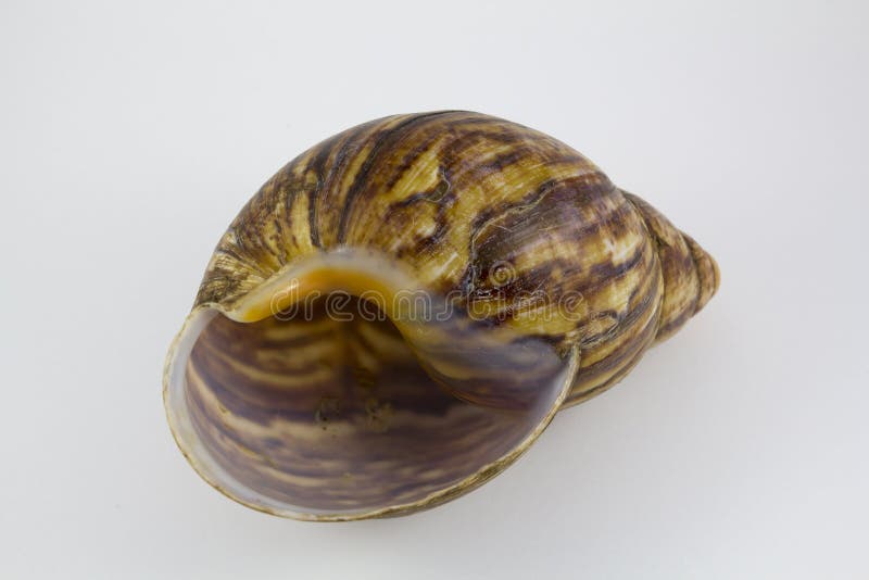 Spiral snail shell stock image. Image of fractal, focus - 45483913