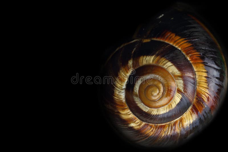 Big sea snail shell stock image. Image of invertebrate - 3303329