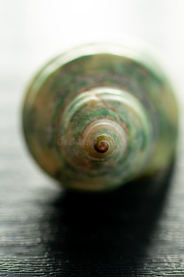 Spiral Snail Shell Isolated on Black Background. Snail Shell Texture ...