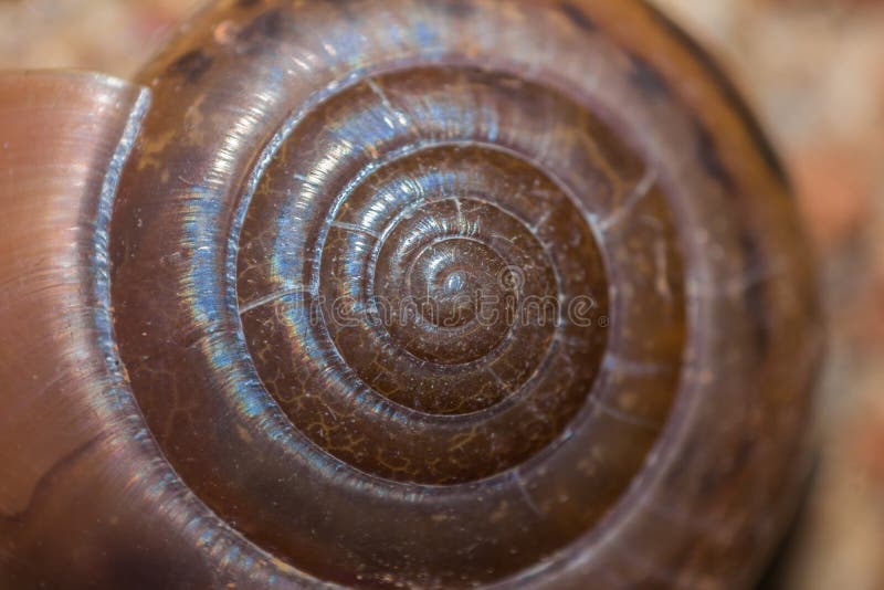 Spiral Snail Shell Macro Background, Shallow Depth of Field Stock Photo ...