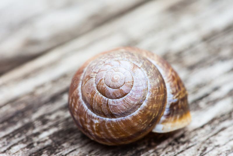 Spiral Snail Shell on Old Wooden Surface Macro Background Stock Photo ...