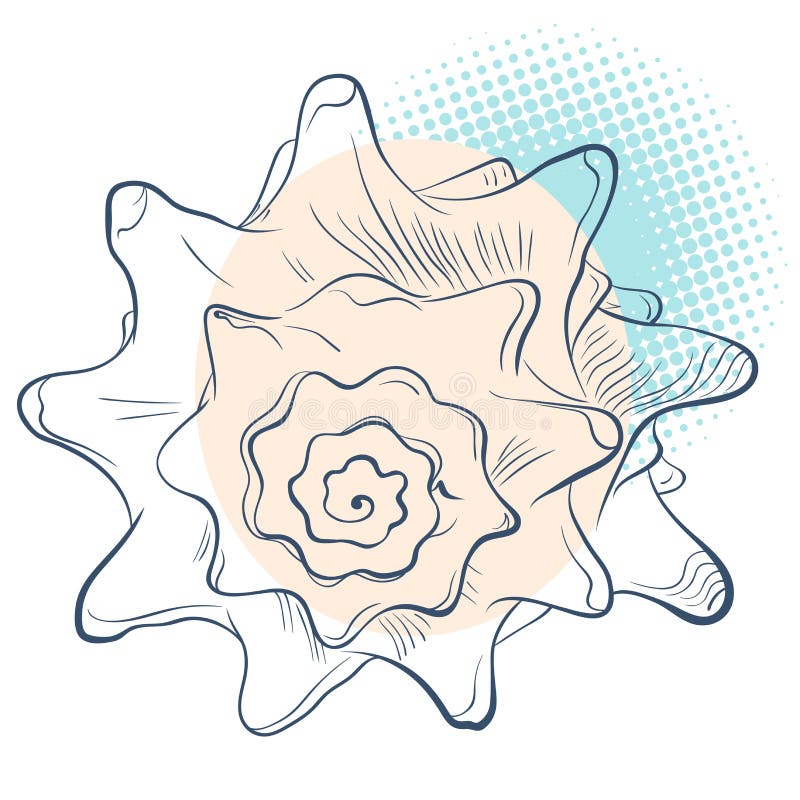 Spiral Seashell from Different Angles Line Art Stock Vector ...