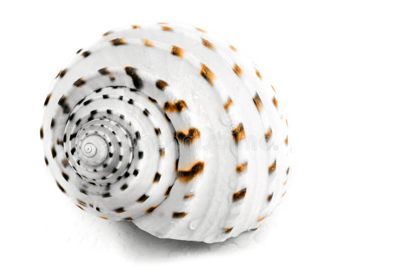 Seashell. stock image. Image of beach, snail, spiral - 34011273
