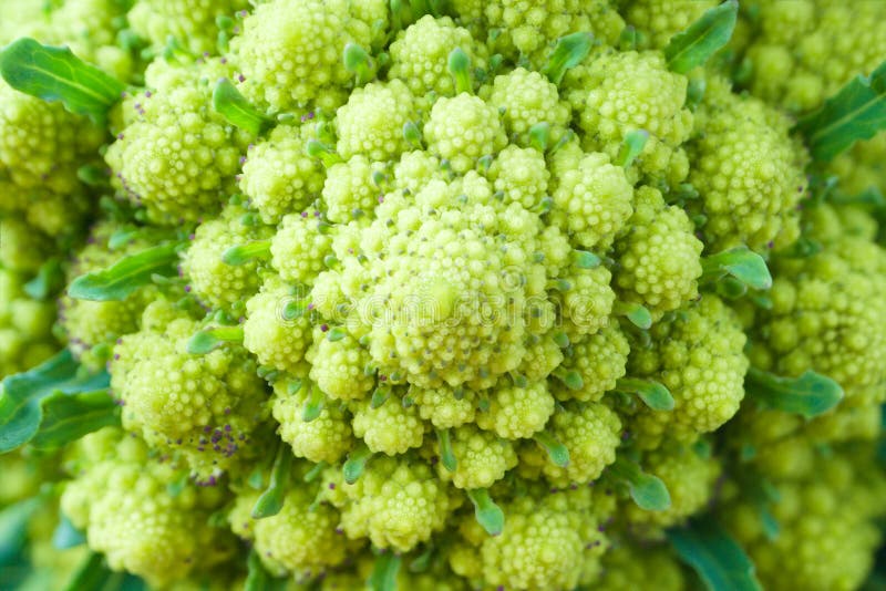 Spiral Structure of Cauliflower Romanesco Closeup Stock Image - Image ...