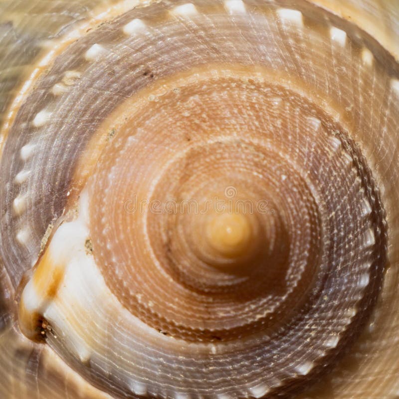 Spiral Texture of a Natural Shell Stock Image - Image of exotic ...