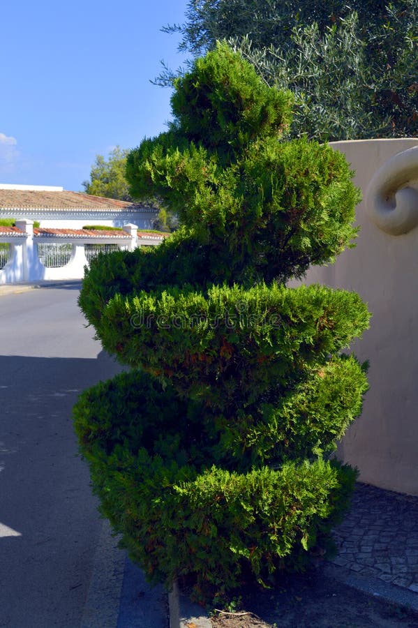 Spiral Topiary conifer stock photo. Image of botanical - 49096948