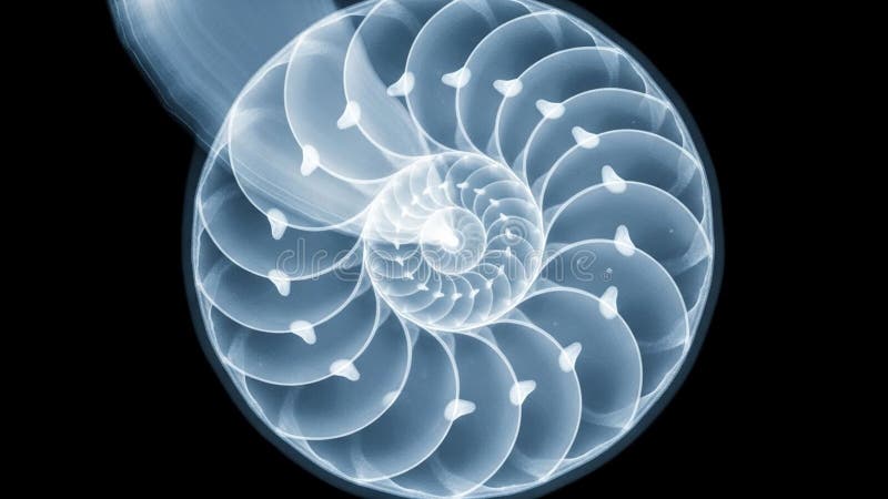 Mathematical Fibonacci Stock Illustrations – 1,827 Mathematical ...