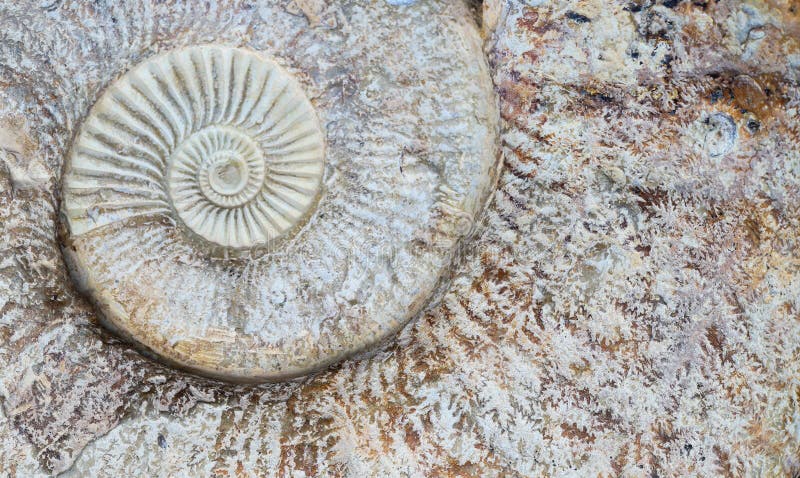 Fossile En Spirale D'ammonite Image stock - Image du ammonite, fossile ...