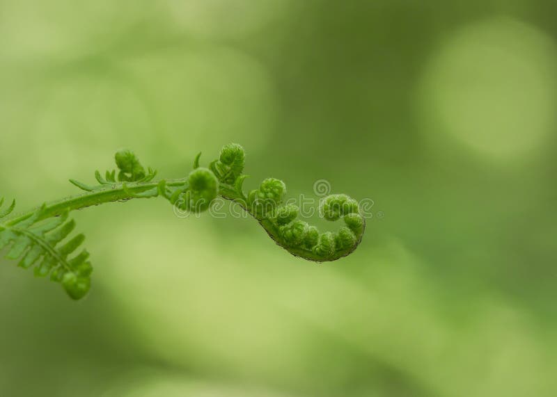 Spirale. Koru Una Foca Di Felce Fotografia Stock - Immagine di felce ...
