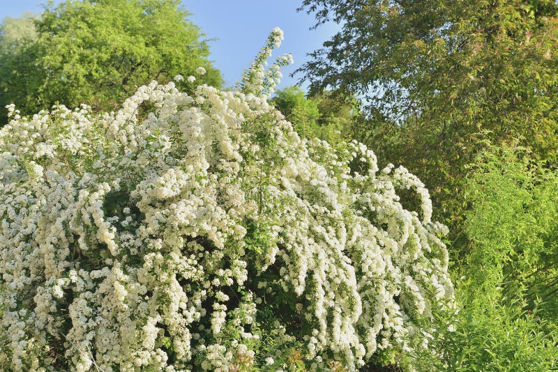 Beau Buisson En Parc D'automne Photo stock - Image du herbe, végétation ...