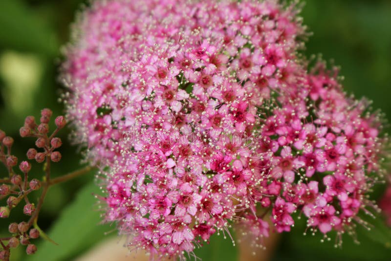 Spirea de la flor foto de archivo. Imagen de planta, brote - 93204684