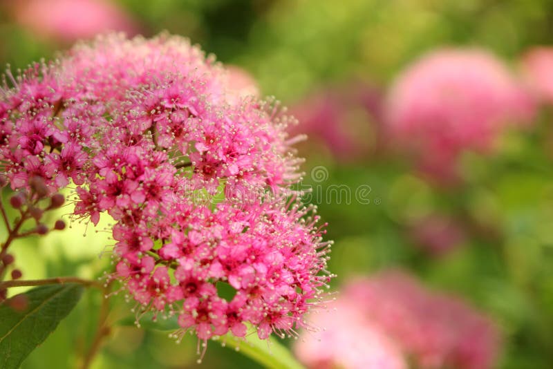 Spirea de la flor foto de archivo. Imagen de blanco, valentina - 93204744
