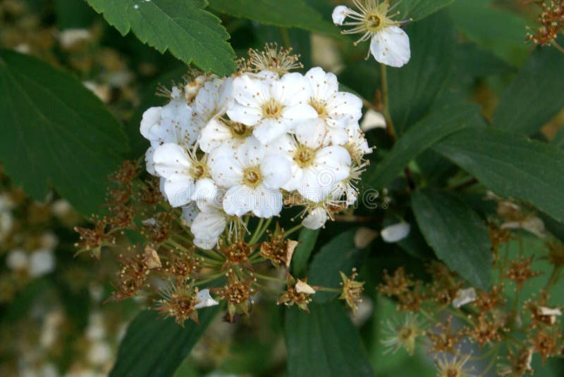Spirea De Reeves, Cantoniensis Del Spiraea, Foto de archivo - Imagen de ...