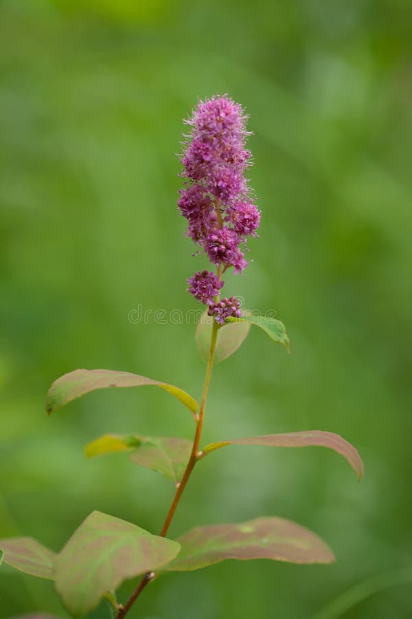 Spirea Douglasii - Hardhack - Steeplebush Stock Photo - Image of ...