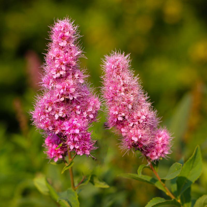 Spirea flowers stock image. Image of meadowsweets, spirea - 245995701