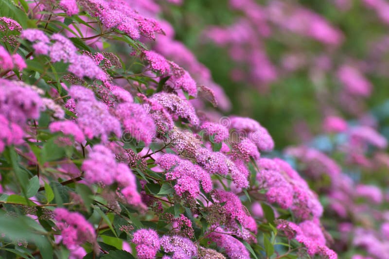 Spirea Japonica Blooms Profusely in the Spring Stock Photo - Image of ...