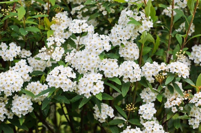 Spirea stock image. Image of innocence, blooming, branches - 43062707