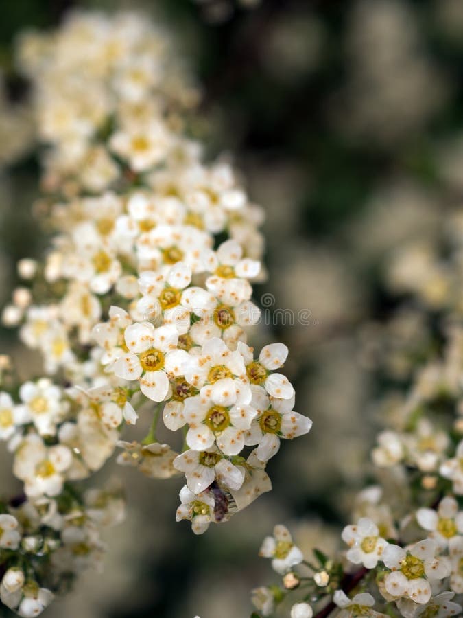 Spirea in Spring after Rain Stock Photo - Image of spirea, bush: 248668442