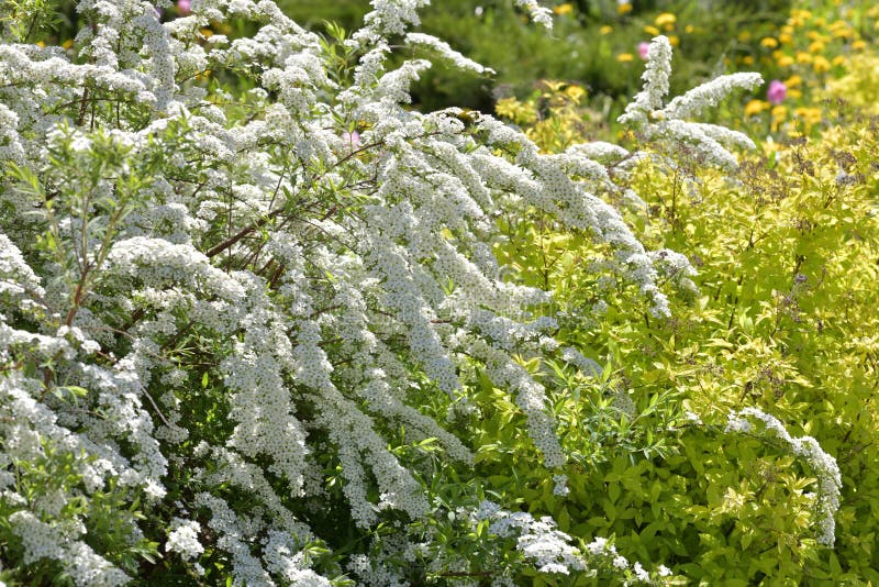 Spirea Thunberg Blooms Profusely in the Spring Stock Photo - Image of ...