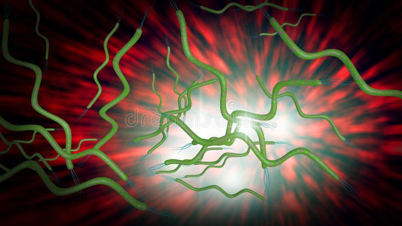 Spirilla-Bakterien stock abbildung. Illustration von abbildung - 60304767