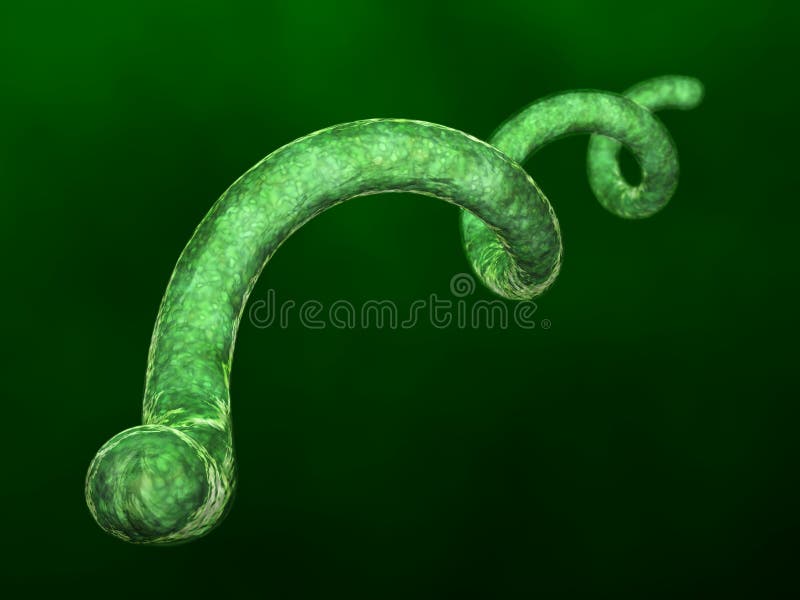 Spirillum Bacteria Royalty Free Stock Photography - Image: 19691427