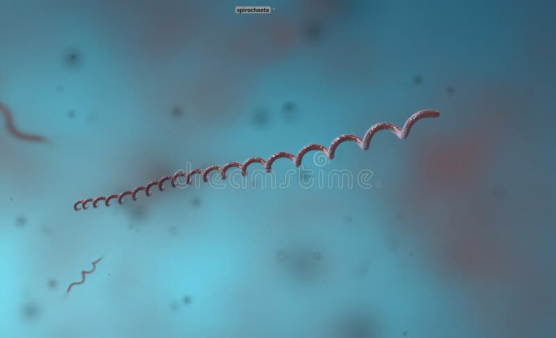 Spirillum is a Bacterium from the Proteobacteria Phylum with a Spiral ...