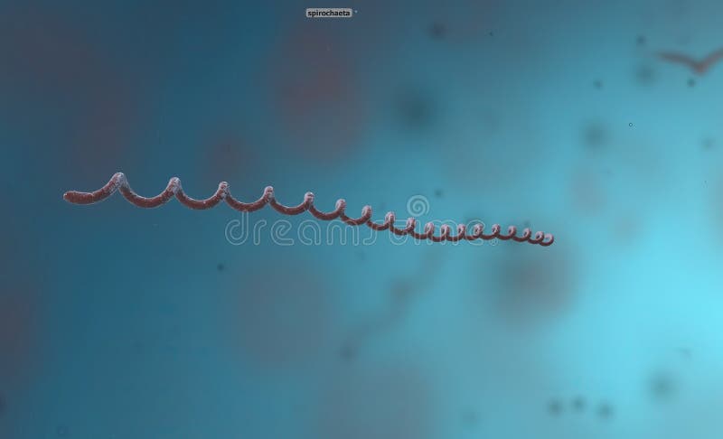 Spirillum is a Bacterium from the Proteobacteria Phylum with a Spiral ...
