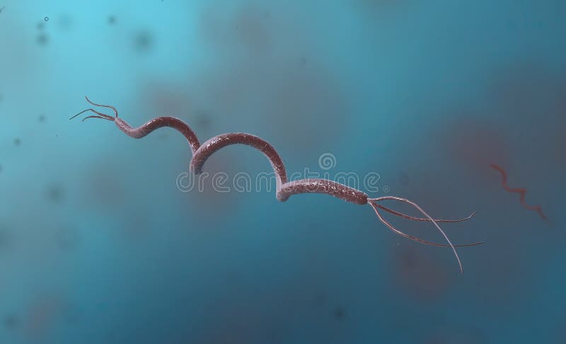 Spirillum is a Bacterium from the Proteobacteria Phylum with a Spiral ...